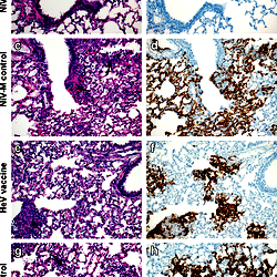 Single-dose vaccination with ChAdOx1 NiVB protects Syrian hamsters ...