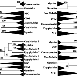 Summaries of the rosids RAxML trees based on the four gene partitions.