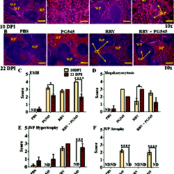 Prolonged PG545 treatment at triple doses causes white pulp atrophy in ...