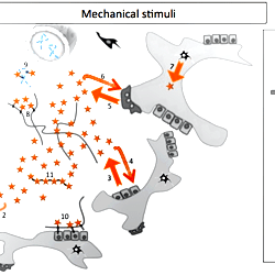 Proposed model for EMPs expression and signaling in extra-dental tissues.