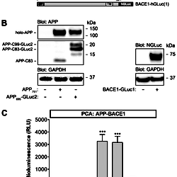 Protein-fragment complementation assay-based detection of APP and BACE1 ...