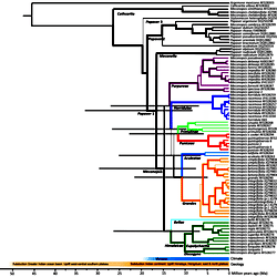 Consensus maximum credibility (MC) tree based on ITS sequences, with ...