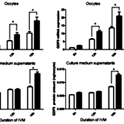 Effect of IVM medium supplemented with or without 100/ml rh-AMH on GDF9 ...
