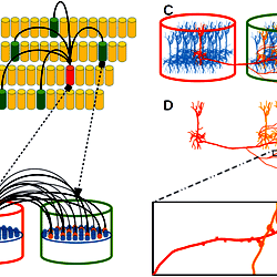 Distal dendrite connections.