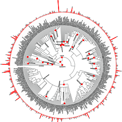 Chronogram of the tree flora of the Dja Faunal Reserve.