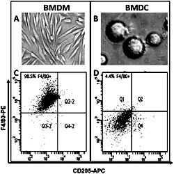 Morphology and immunophenotype of bone marrow-derived macrophages (BMDM ...