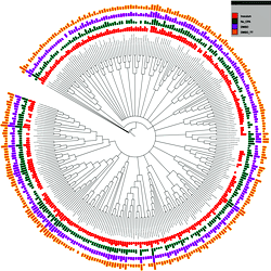 Phylogenetic tree of OTU consensus sequences in the OLAND samples.