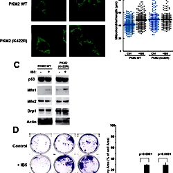 Mfn1 was required for the cytoprotective effect of IB5 and PKM2.