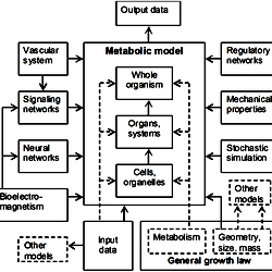 Framework for developing biological models.