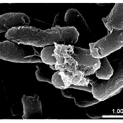 SEM micrographs of E. coli ATCC25922 treated by peptide at 1× MIC.