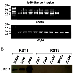 RST1 isolates contain a region of lp36 that is lacking in RST3 isolates.