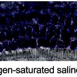 Surface preparation of the organ of Corti in the basal turn stained ...