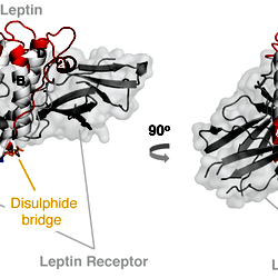 Crystal structure of the leptin receptor complex.