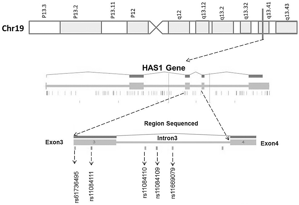 Diagram Of Chromosome With Gene