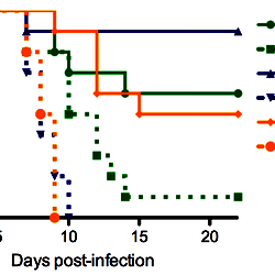 KFDV is more virulent than AHFV in 3 immunocompetent mouse strains.