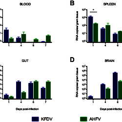 KFDV-infected mice have higher viral RNA loads than AHFV-infected mice ...