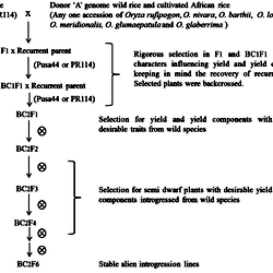 Development of alien introgression lines.