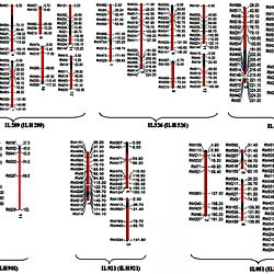 Graphical genotypes of six alien introgression lines generated after ...