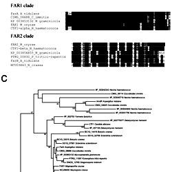 Characterization of Far1 and Far2 from M. oryzae.