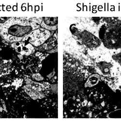Transmission electron microscopy of the jejunum of one-day-old SPF ...