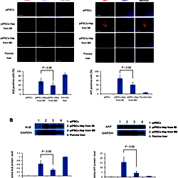 ALB and AFP protein expressions in hepatocyte-like cells.