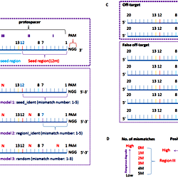 Scheme of classifying off-target cleavage sites with the sgRNAcas9 program.