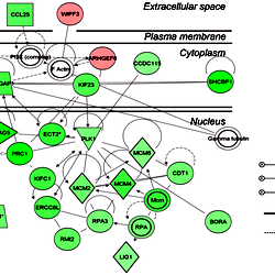 The most significant network determined in IPA.