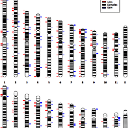 CNVR map of Negrito samples.