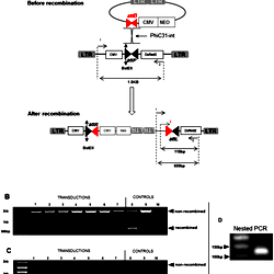 Detection of recombination mediated by phiC31-int between an attB site ...