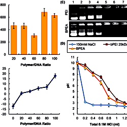 Physical characterization of BPEA and its polyplexes.