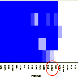 Heat map showing a comparison of results obtained from testing 25 API ...
