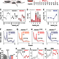 NSUN2 functions in the cell cycle to adapt dynamic protein synthesis in ...