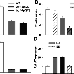 Early flowering of lhp1 mutants.