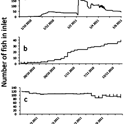 Population patterns of seasonal migration into the inlet stream, for (a ...