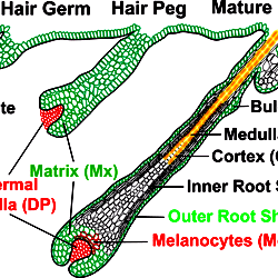 Having identified the molecular signatures of the dermal papilla and ...