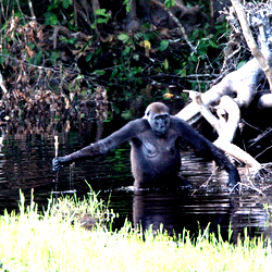 A first time for everything: This adult female gorilla in Nouabalé ...