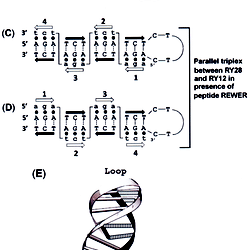 Schematic representation of the proposed triplex structure.