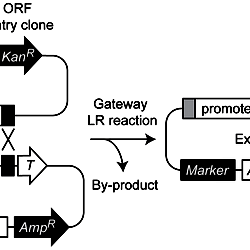 Gene assembly by Gateway LR recombination reaction.