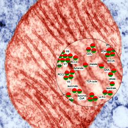 Zooming in on mitochondria (Image by Peter Seibel, design by Shayna ...