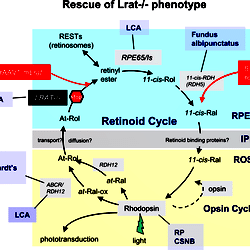 Pharmacological and rAAV Gene Therapy Rescue of the Retinoid Cycle
