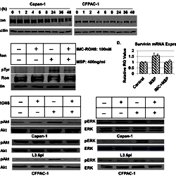 IMC-RON8 downmodulated Ron expression and inhibited MSP-dependent Ron ...