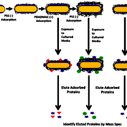 Schematic of Protein Isolation and Identification.
