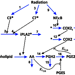 Mathematical model of the Phoenix Rising pathway.