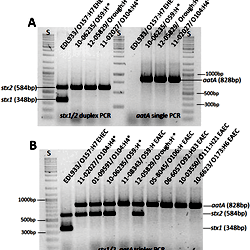 Identification of two novel EHEC/EAEC strains.