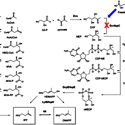 Biosynthesis of isopentenyl diphosphate (IPP) and dimethylallyl ...