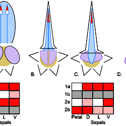 Main types of perianth organization in the tribe Delphinieae.
