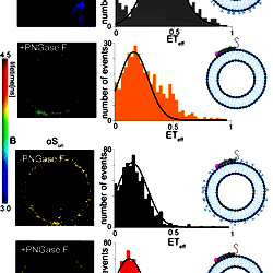 Intramolecular FLIM-FRET measurements of αS bound to SH-SY5Y GPMVs.