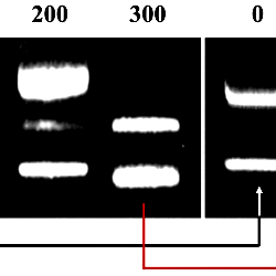Degradation of rRNA.