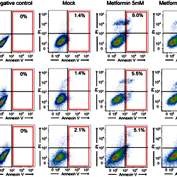 Detection of apoptotic cells by staining with Annexin V and PI using ...