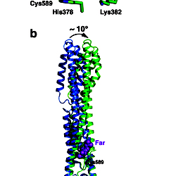Structure of farnesylated GBP1.